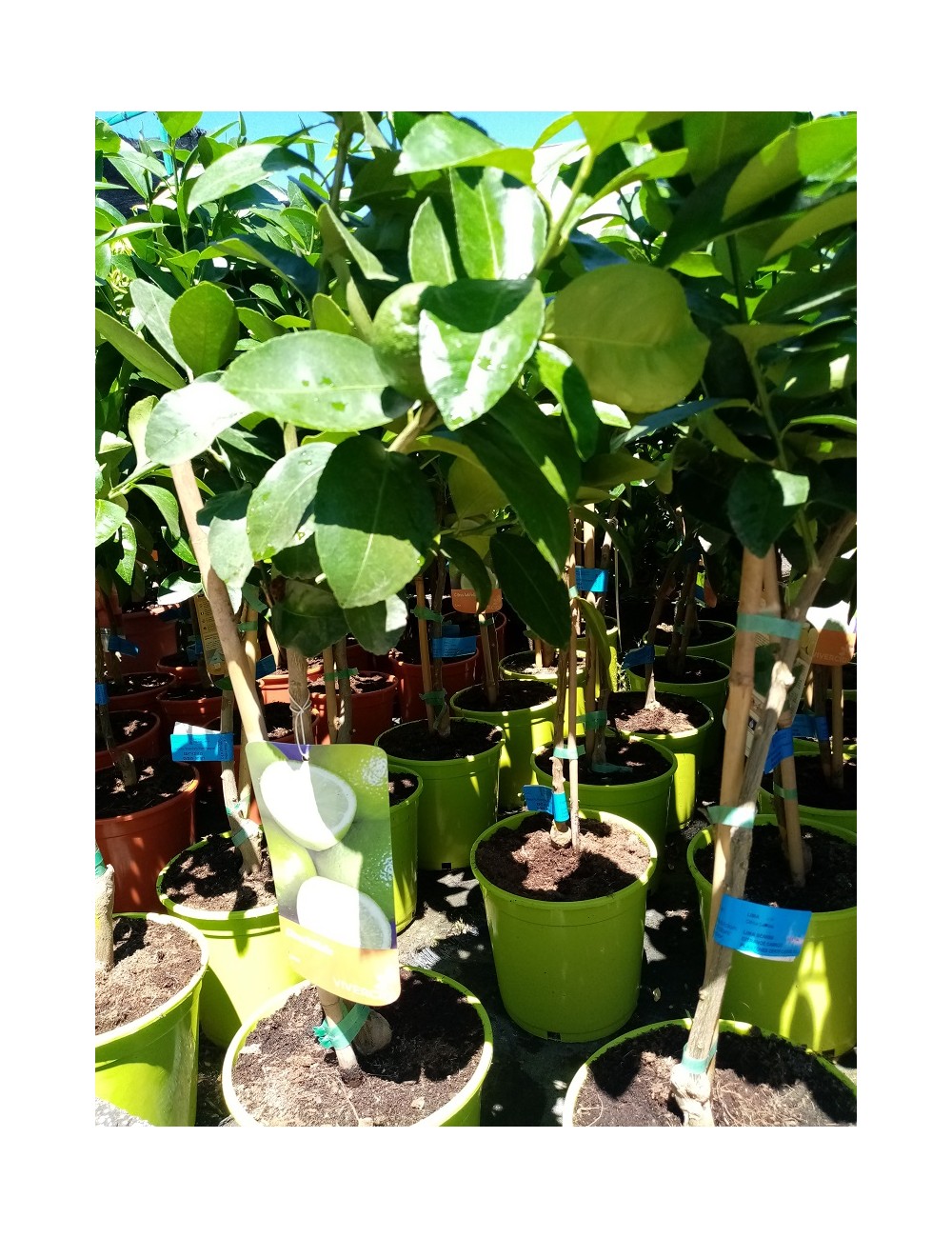 Hojas De árbol De Lima TropicTrees Árbol De Lima Con Una Altura De