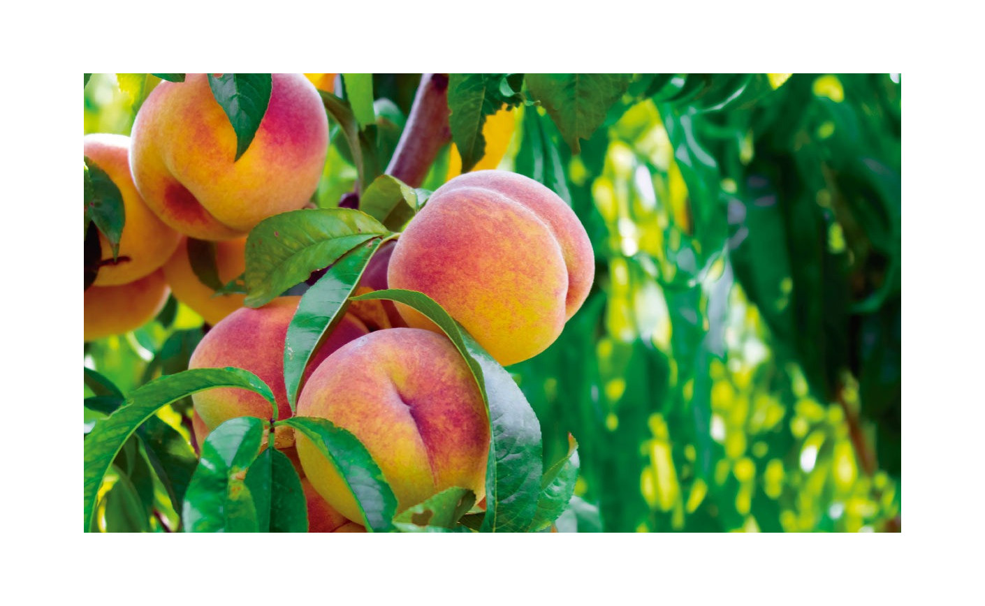 Melocotonero